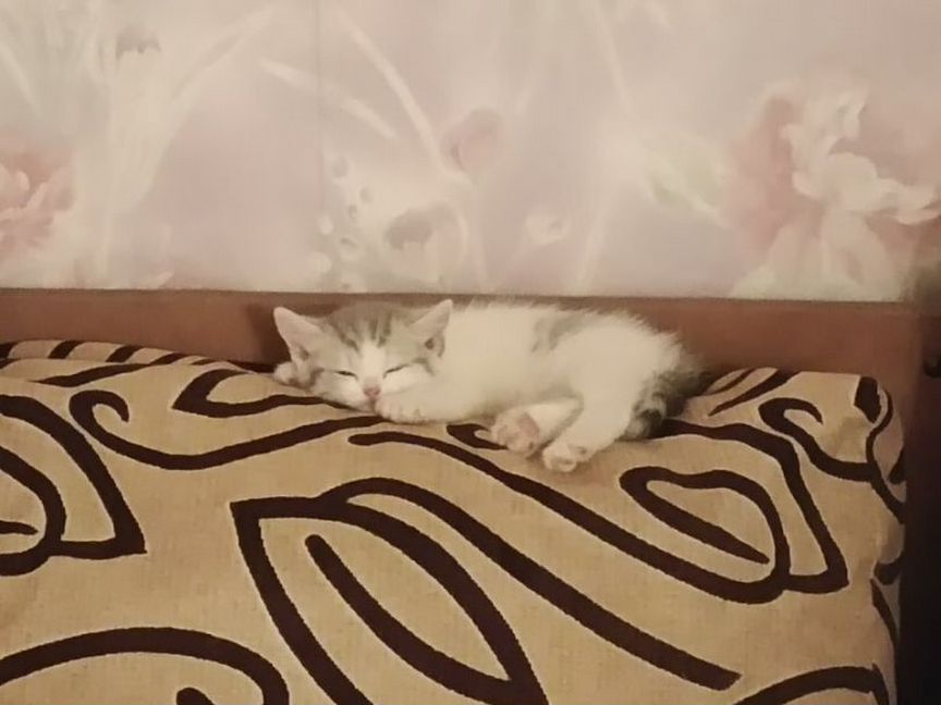 Котенок девочка в добрые руки