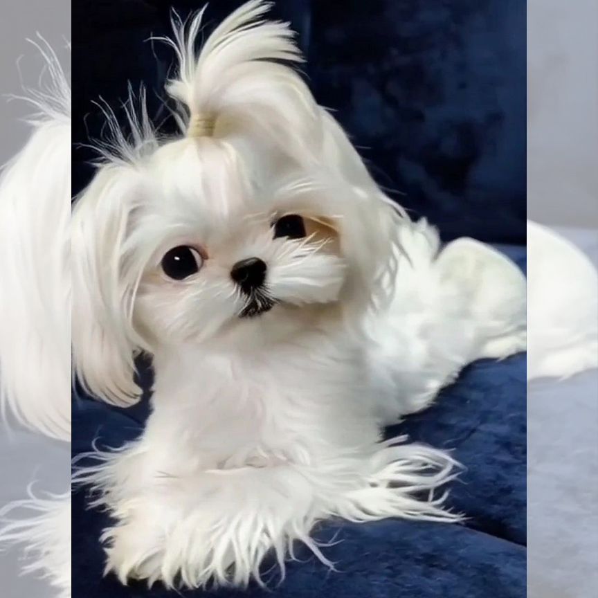 Мальтийская болонка, щенок