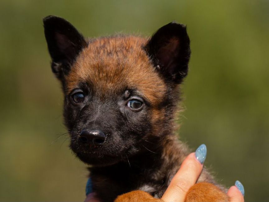 Малинуа для работы