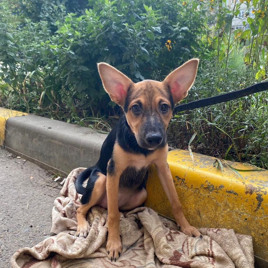 Щенок девочка в добрые руки