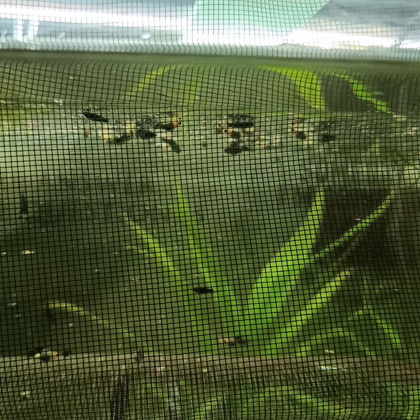 Мальки Моллинезии