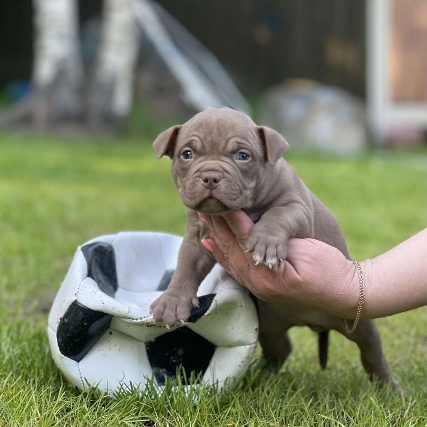 Шоко красавица