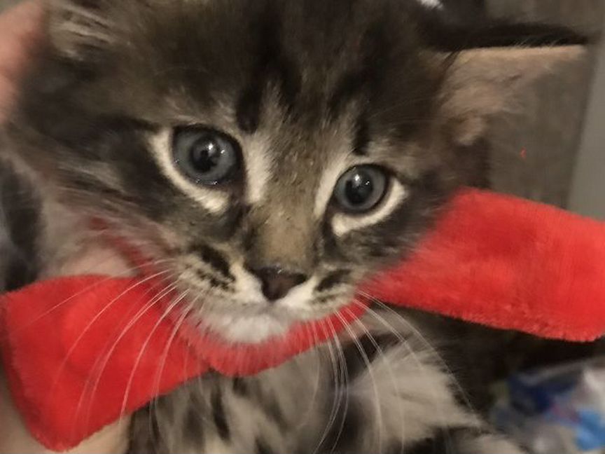 Отдам кота в Добрые руки