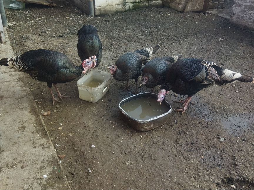 Индюки домашние на племя сами выводят