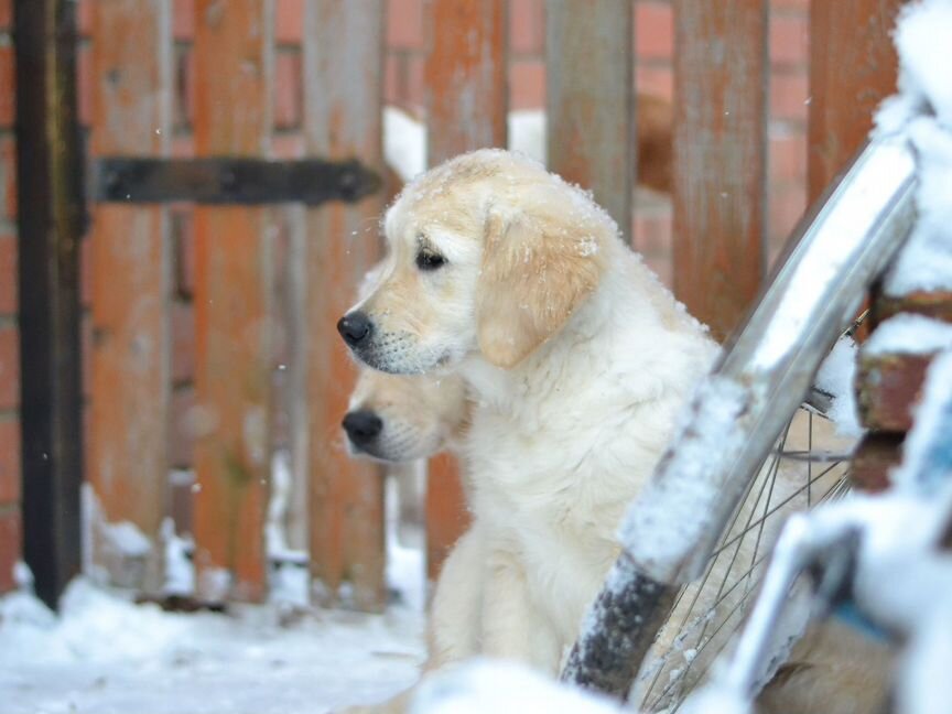 Золотистый ретривер. Щенки