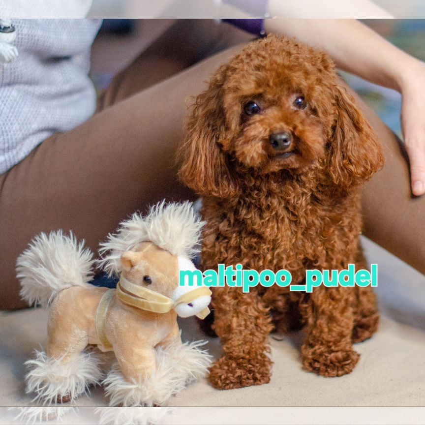 Той-пудель, взрослый пёс