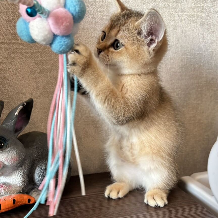 Британский короткошёрстный котёнок