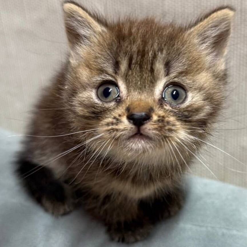 Котята шотландцы прямоухие