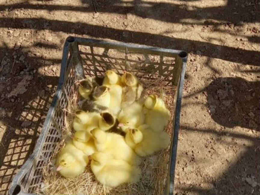 Утята индоутки