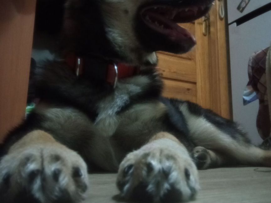 Восточноевропейская овчарка смесь с лайкой