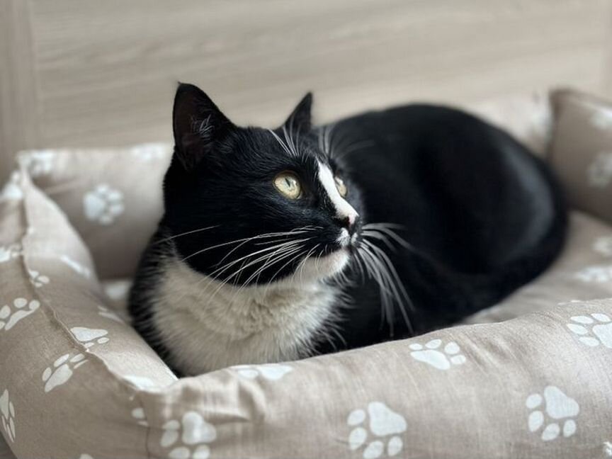 Котик ищет любящие ручки