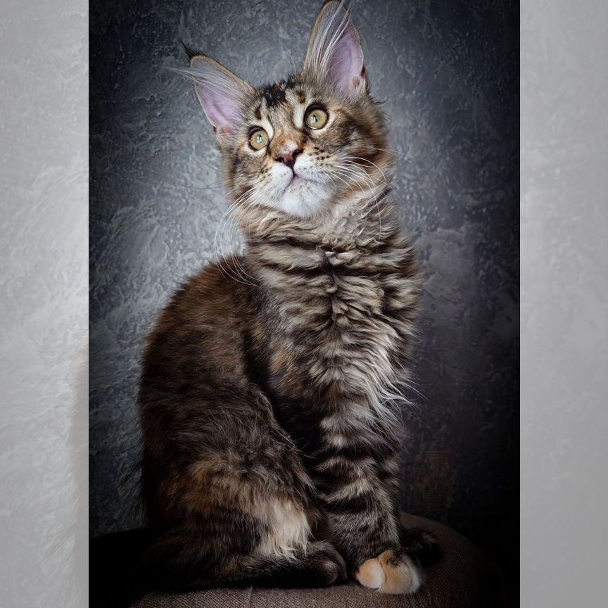 Мейн-кун котёнок