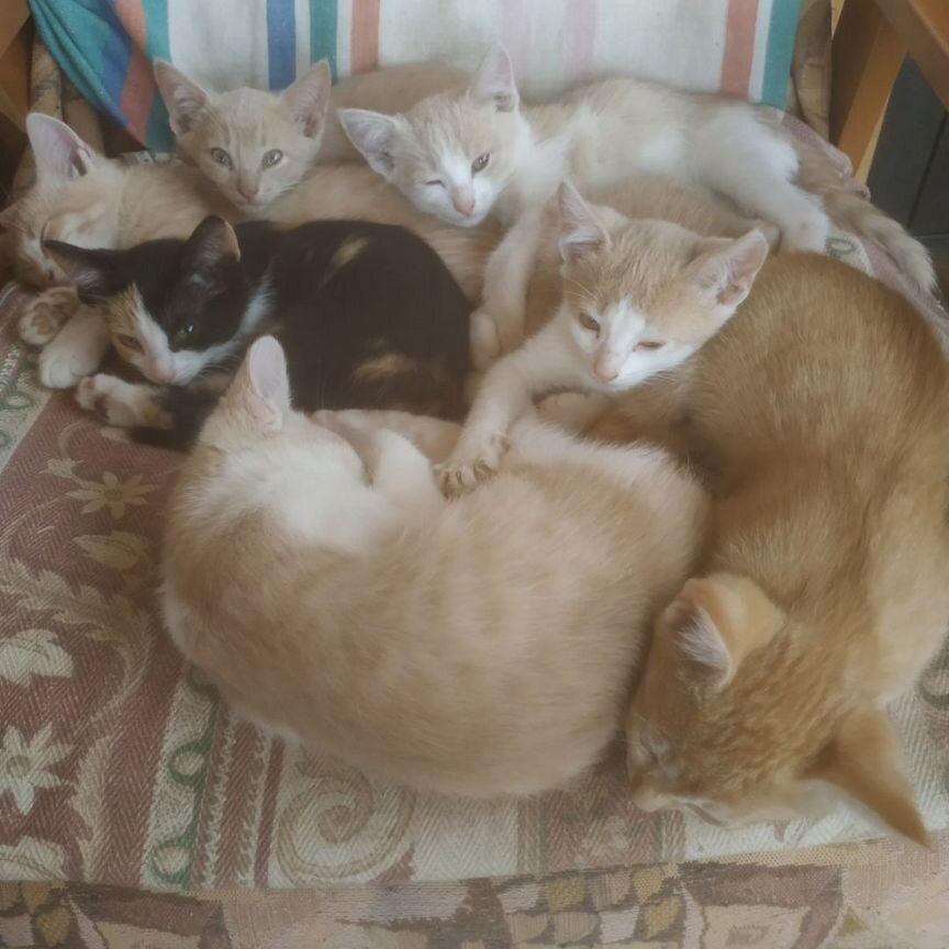 Котята в добрые руки