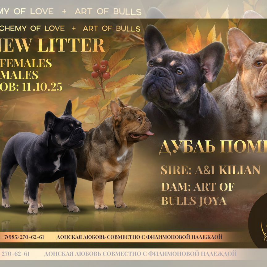 Французский бульдог, щенок