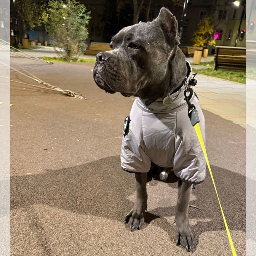 Кане-корсо, щенок