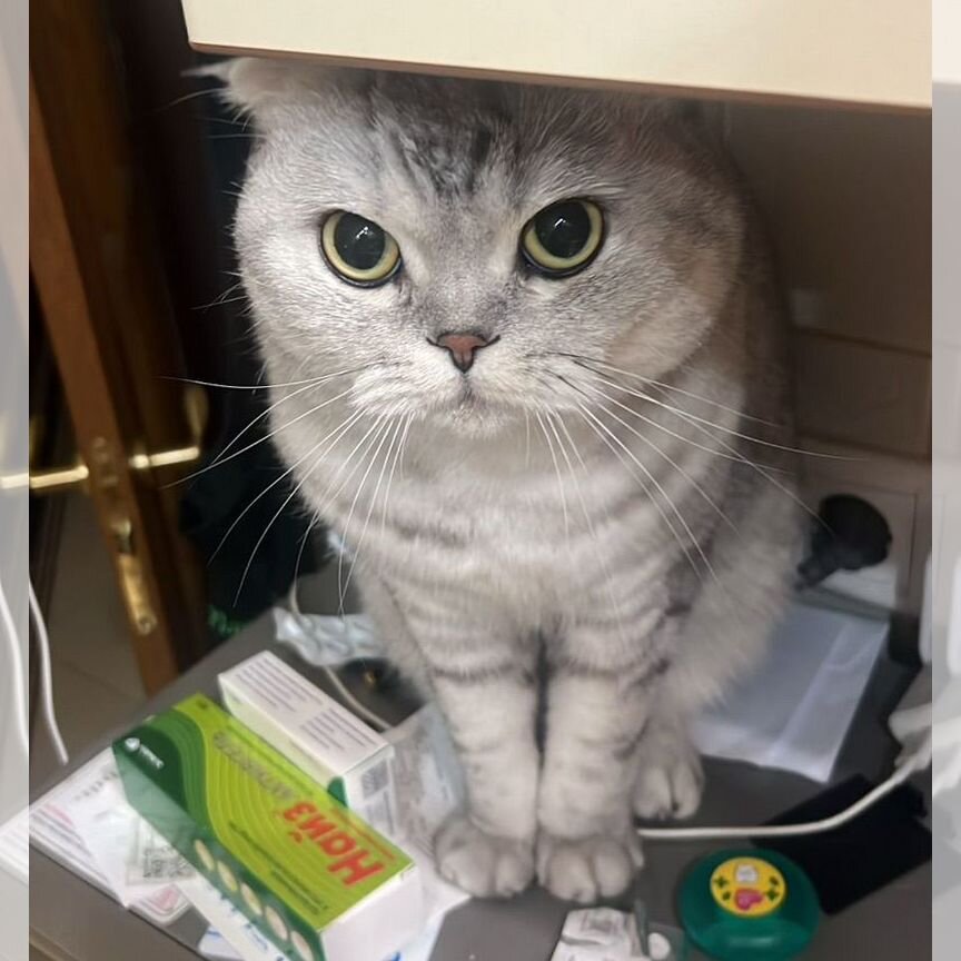 Шотландская вислоухая кошка бесплатно