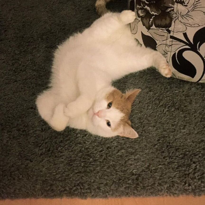 Кот