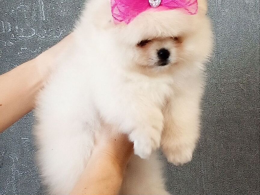 Собака
