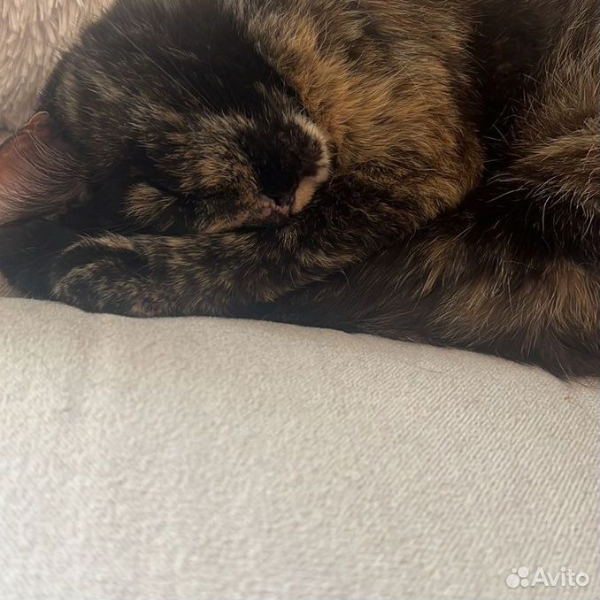 Невероятная кошечка ищет дом