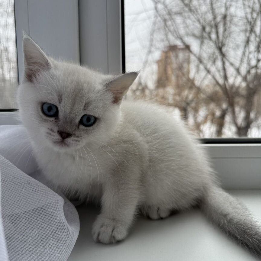 Британская шиншила