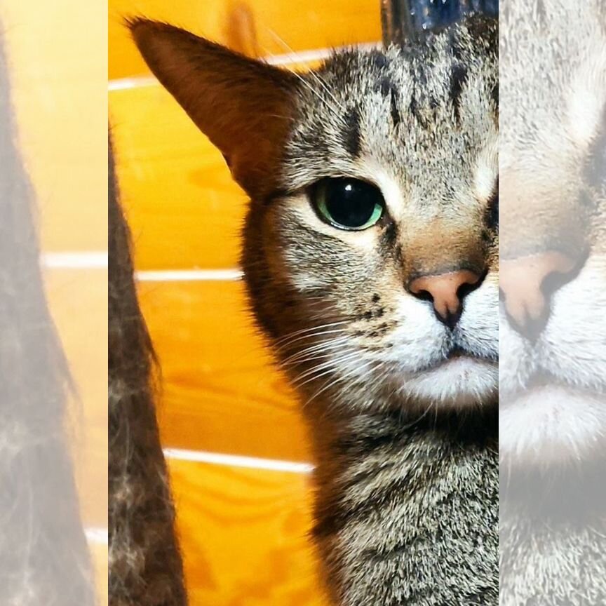 Взрослый кот в добрые руки