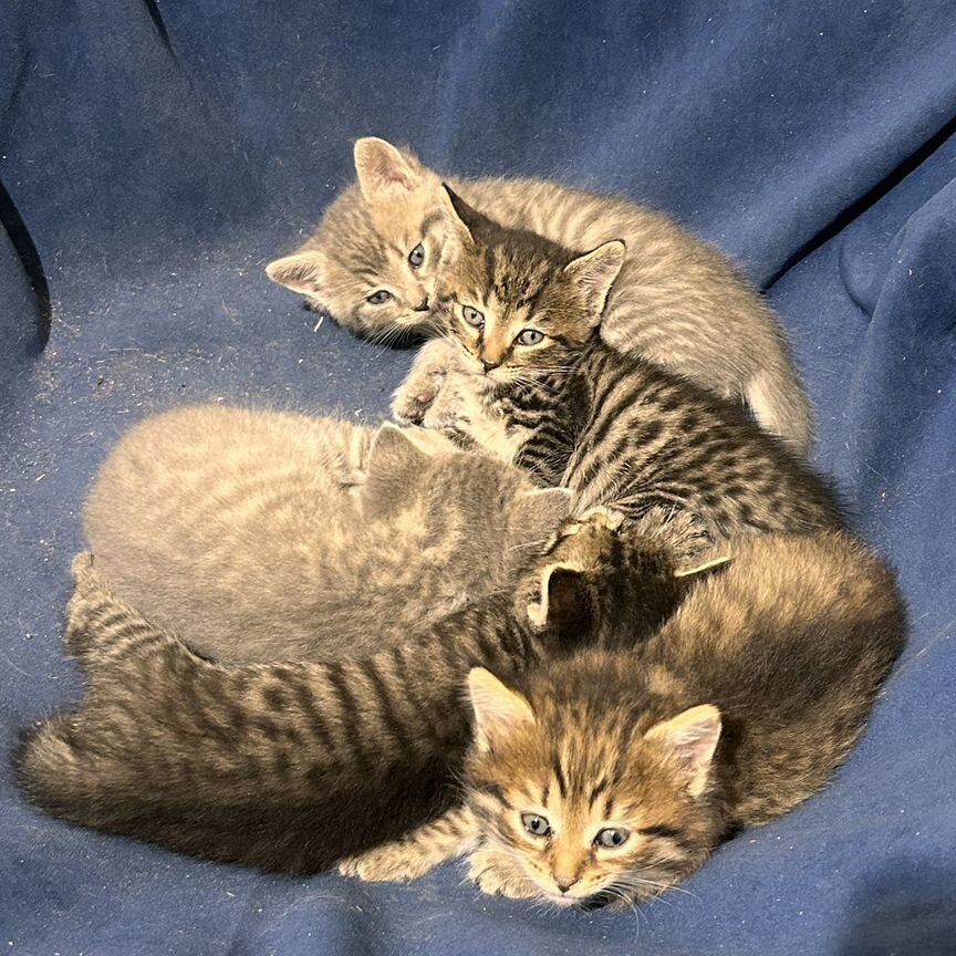 Котята