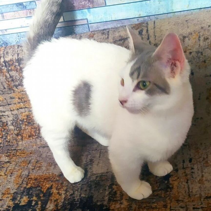 Кошечка манчкин стандарт