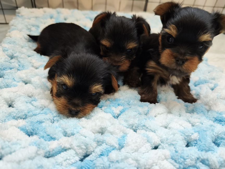 Йоркширский терьер щенки