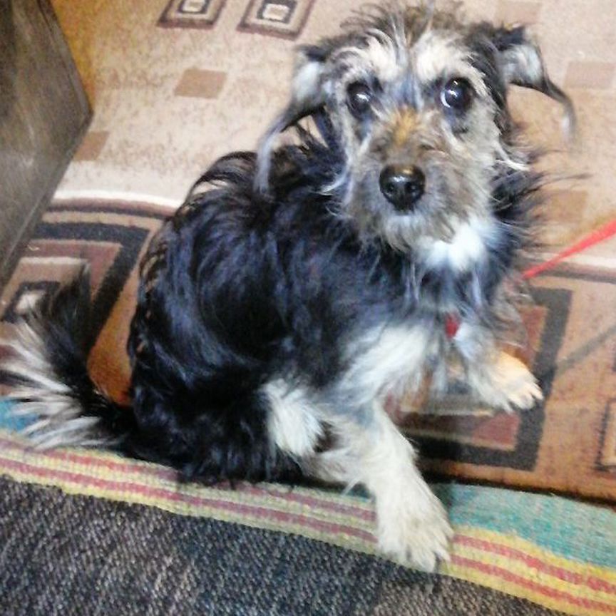 Русский той-терьер, щенок