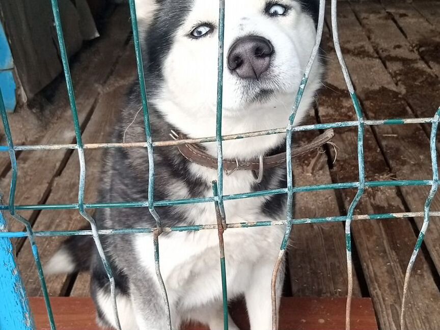 Отдам в хорошие руки собаку
