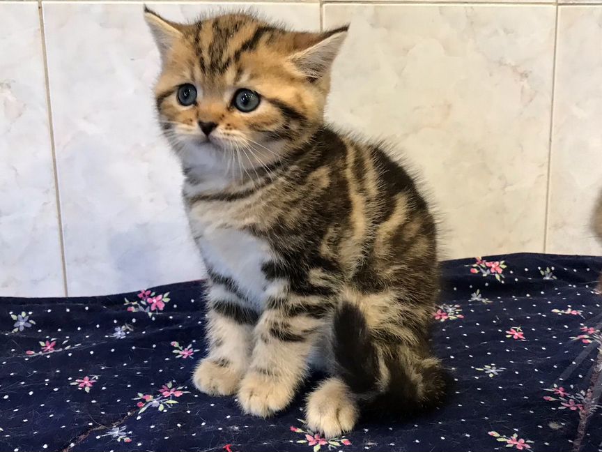 Шотландский мраморный котёнок мальчишка