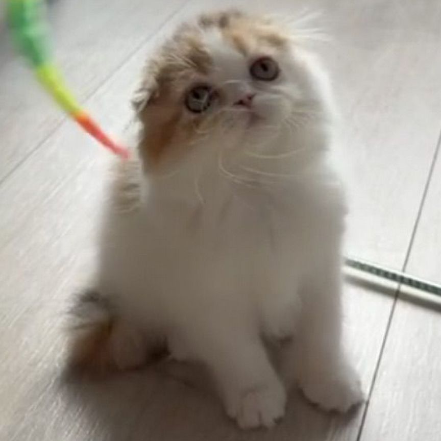 Шотландский вислоухий длинношёрстный котёнок
