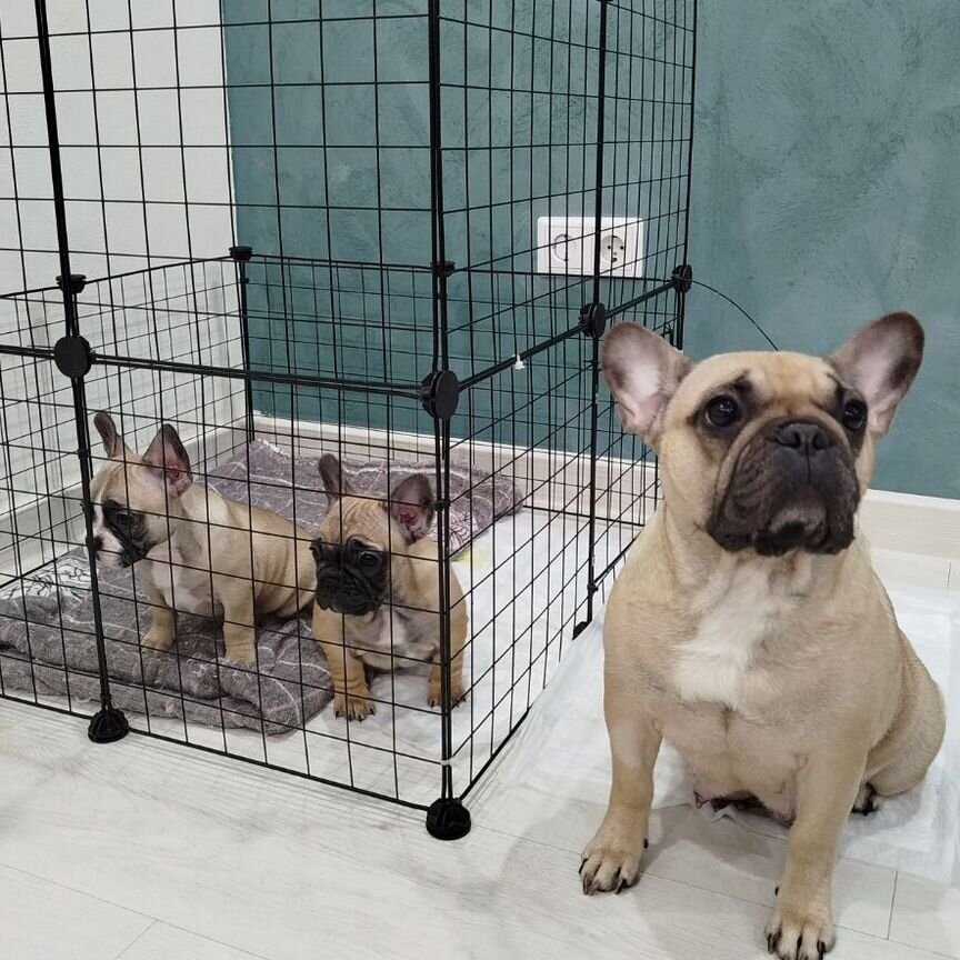 Вольер для собак в квартиру