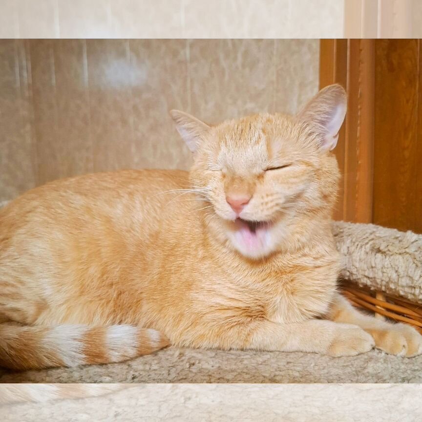 Котик в добрые руки