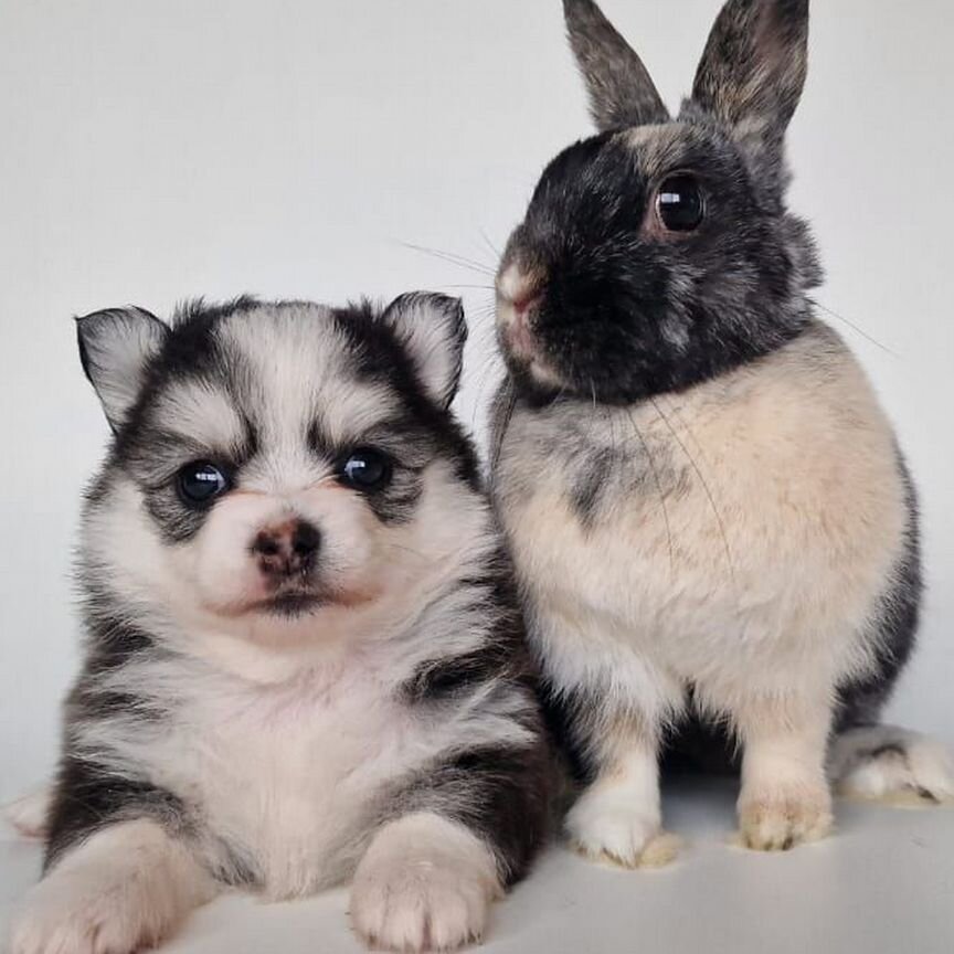 Помски, щенок