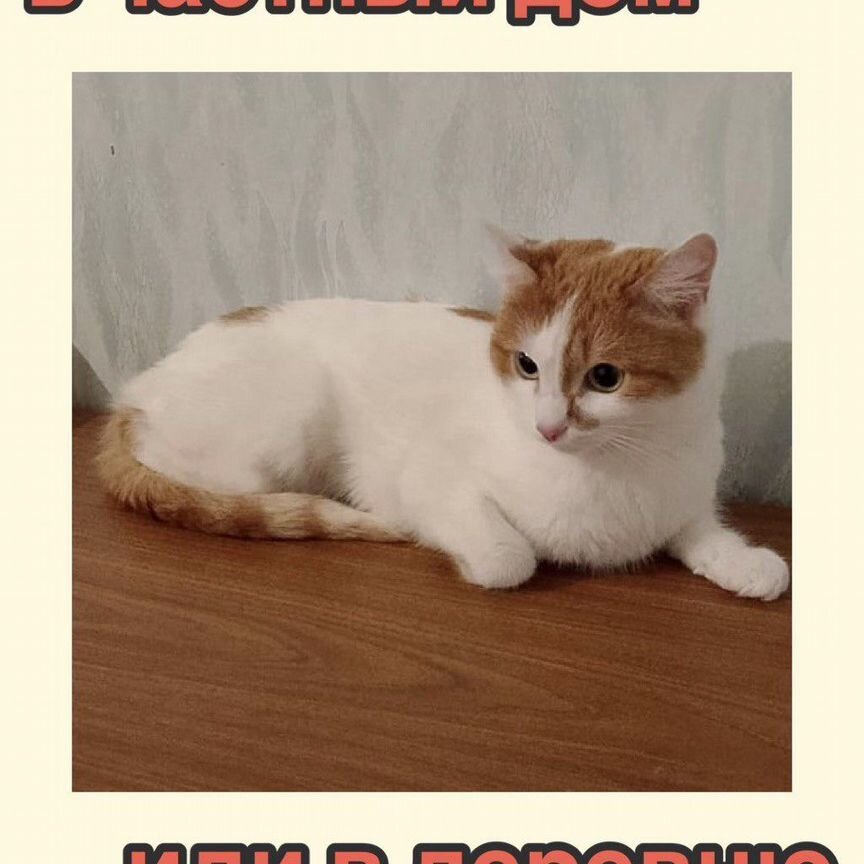 Кошечка солнышко