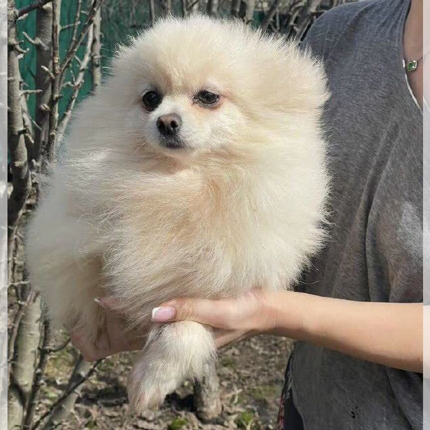 Шпиц девочка взрослая