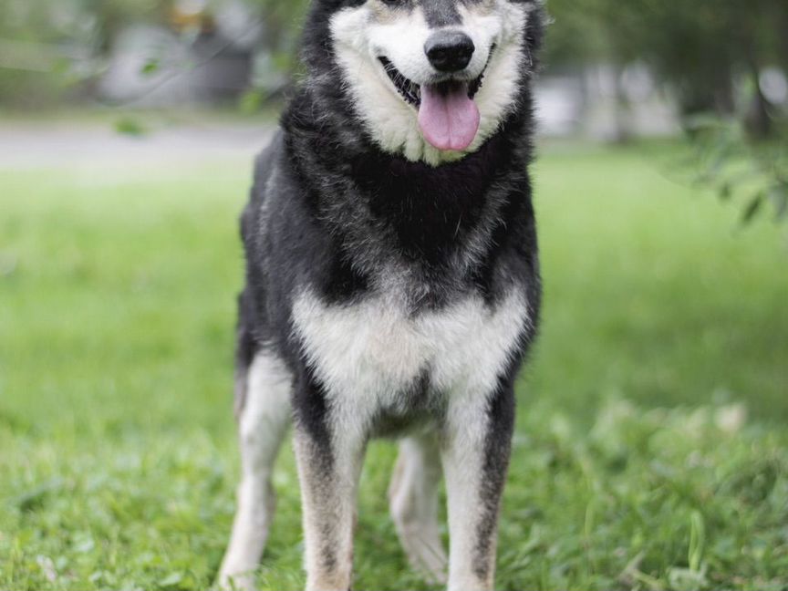 Воспитанный интеллектуал в поисках семьи