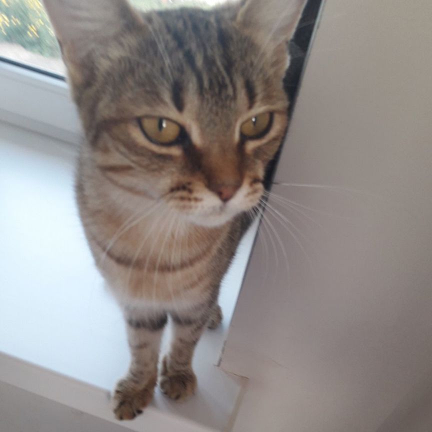 Красивый, ласковый котенок, девочка, 6 мес. в добр