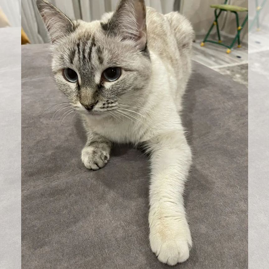 Мейн-кун, взрослая кошка