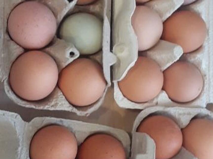 Инкубационное яйцо домашних кур