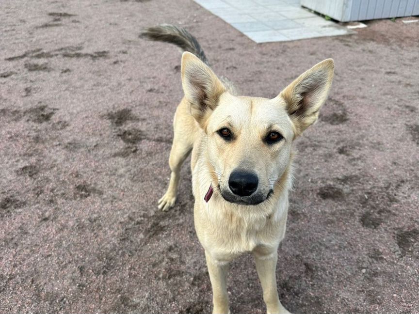 Светлая и добрая собака ищет дом