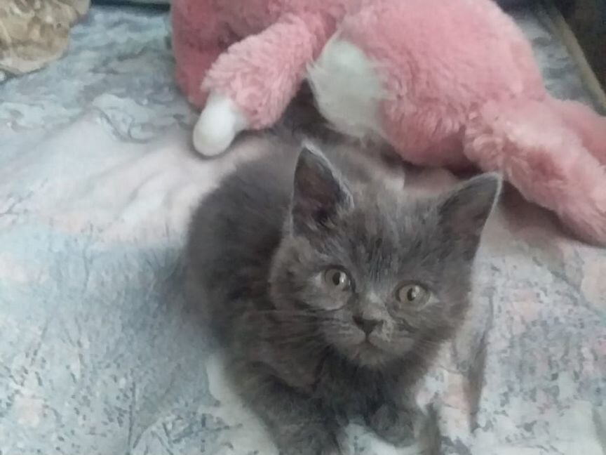 Шотландский прямоухий котенок