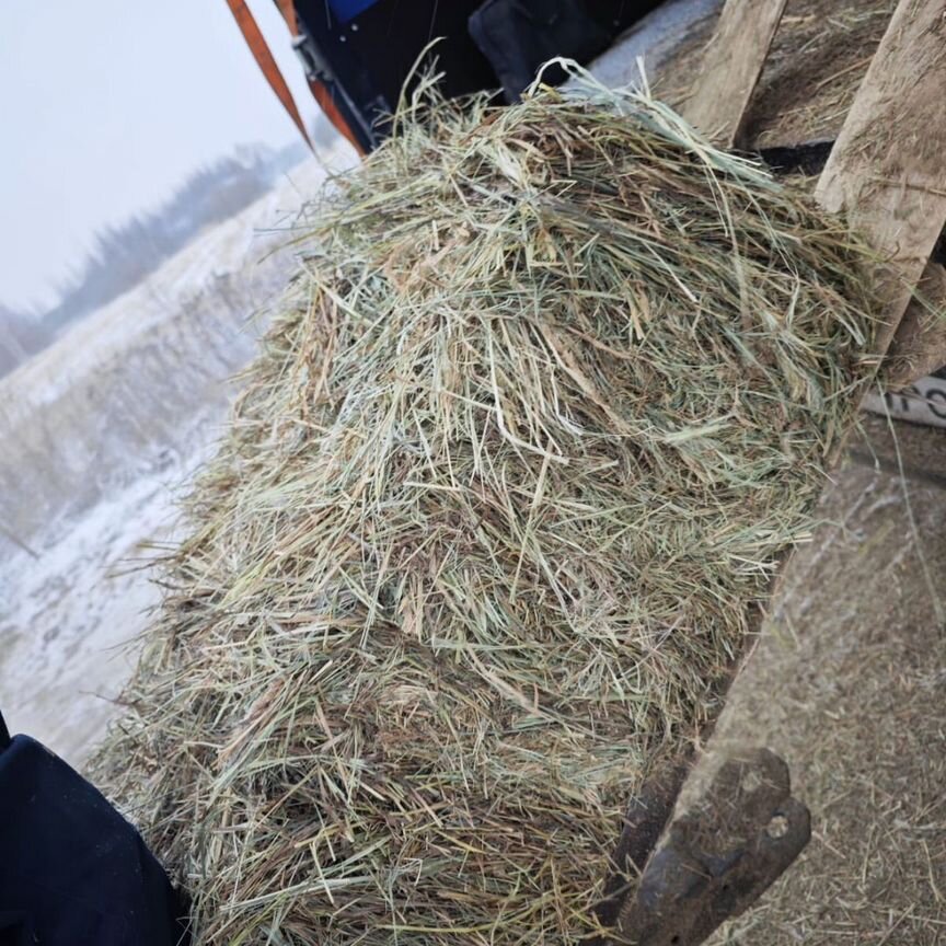 Сено тюки - рулоны