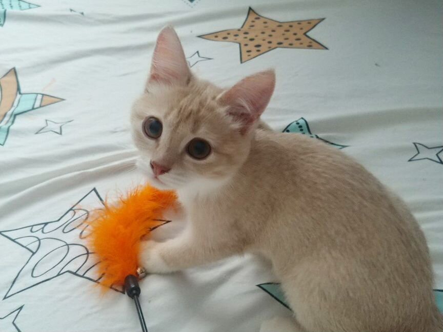 Котенок в добрые руки