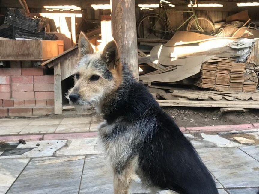 Сторожевая собака