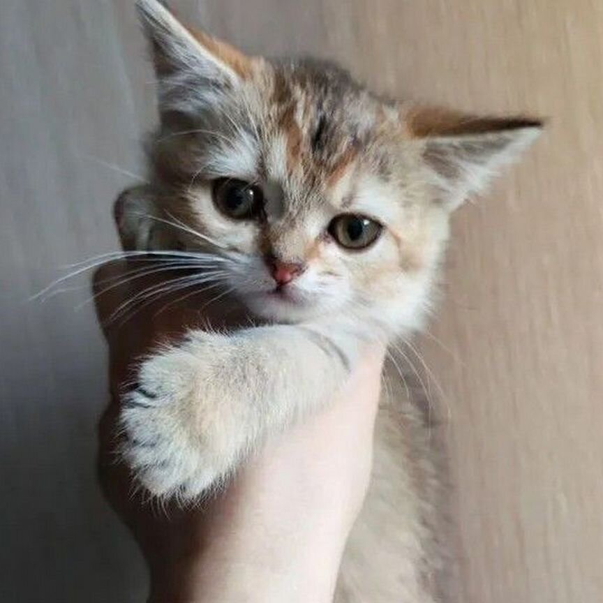 Британский короткошёрстный котёнок