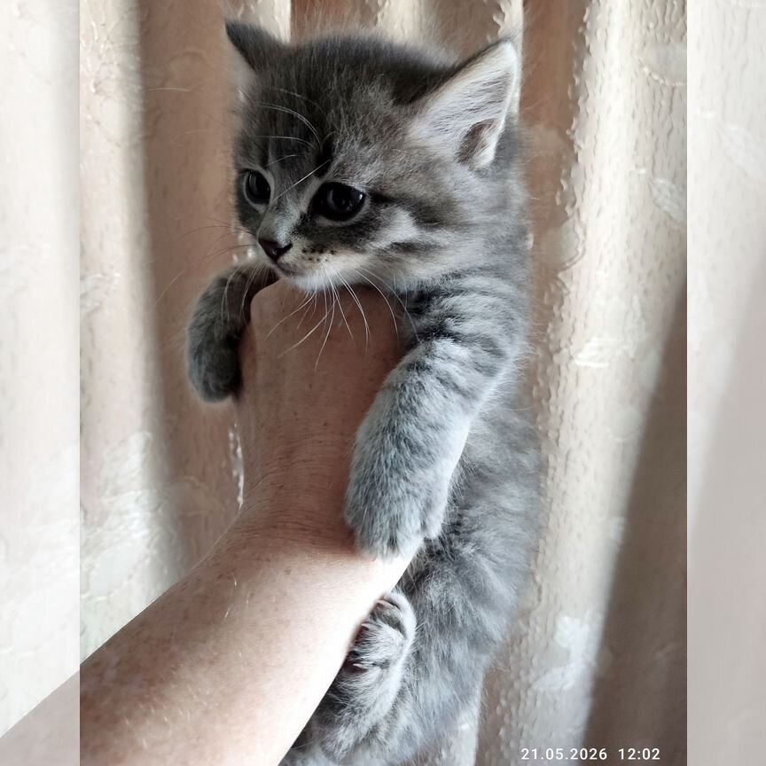 Котёнок в добрые руки