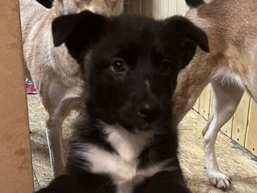 Щенок двухмесячный