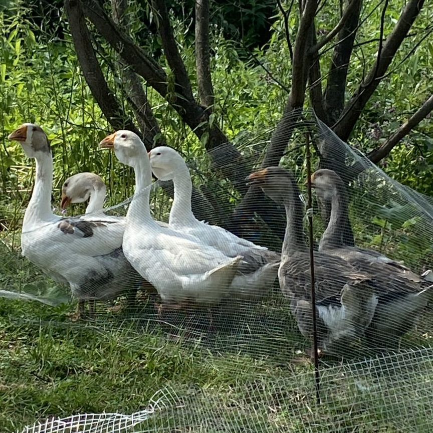 Холмогорские гуси семья